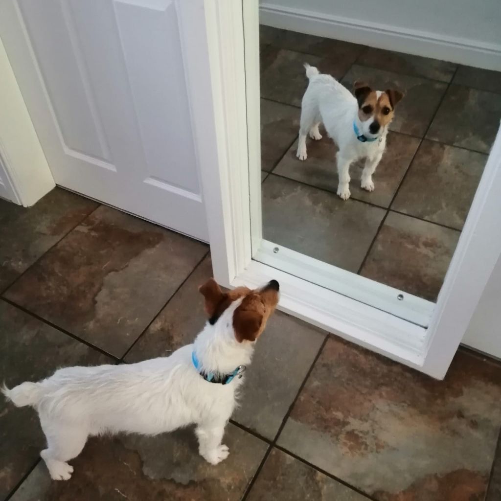 Rory - Almost Home Dog Rescue