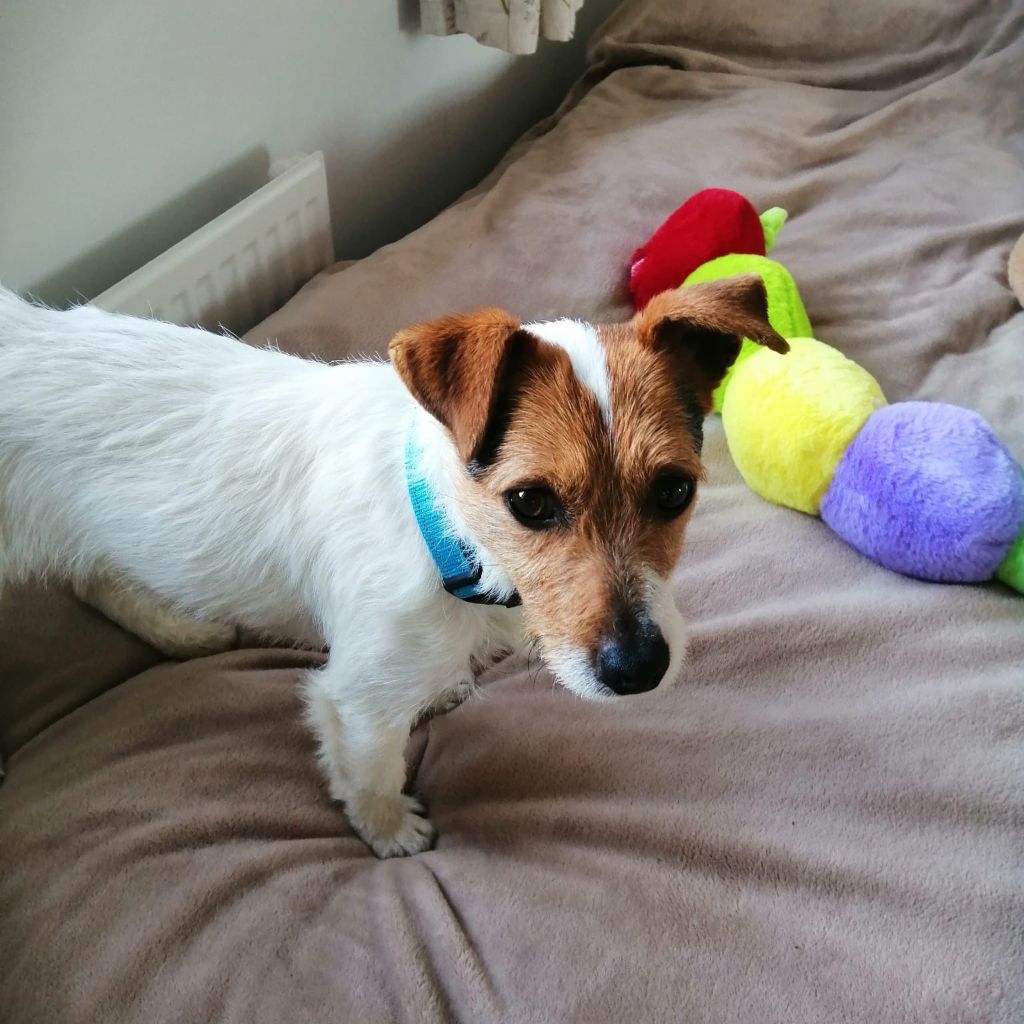 Rory - Almost Home Dog Rescue